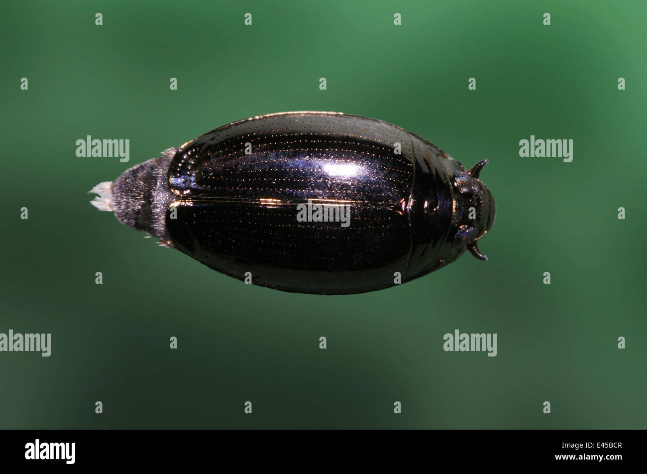 Whirligig Beetle (Gyrinus sp) on the surface of a pond. Surrey, UK ...