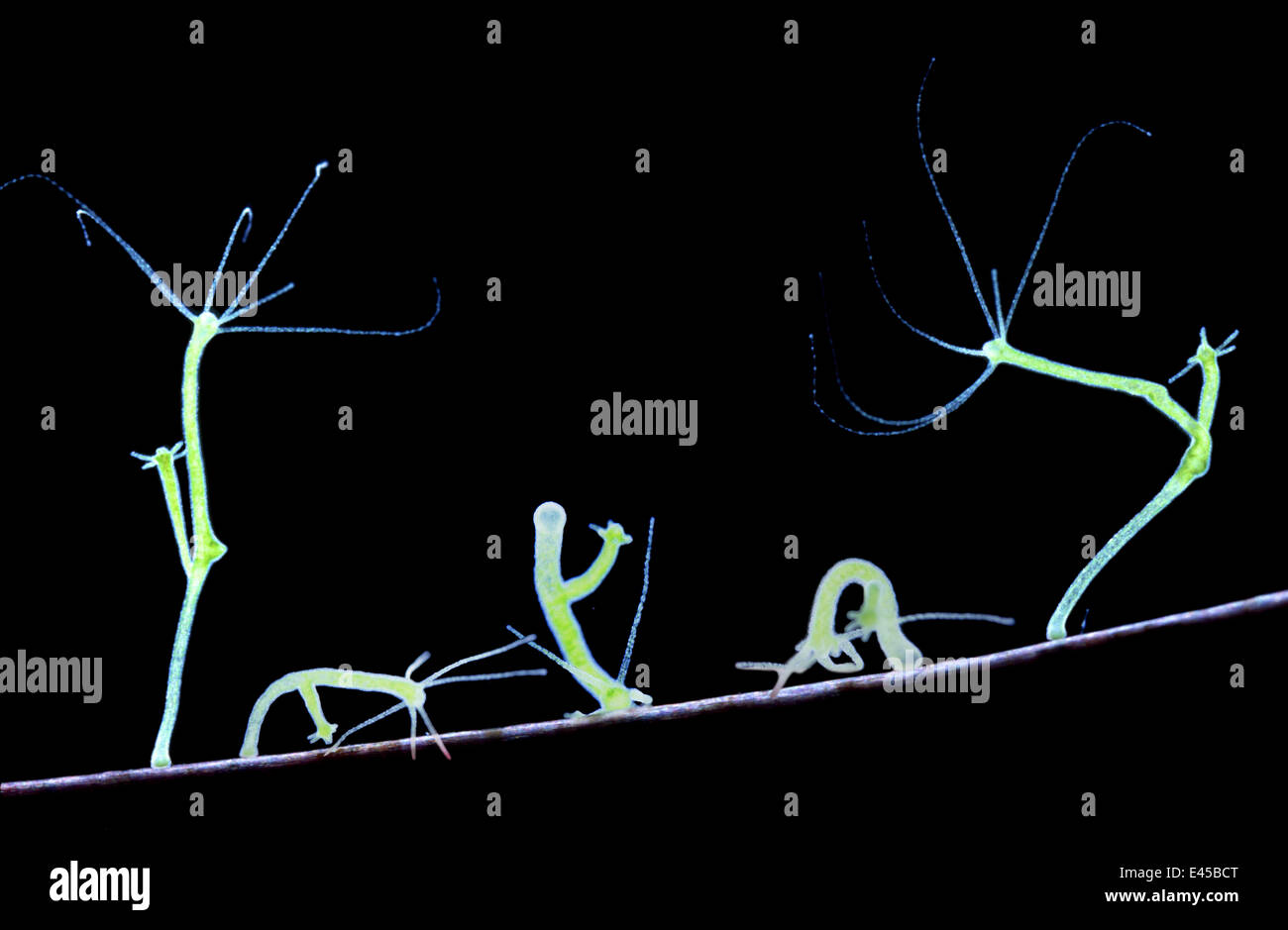 Green Hydra (Hydra viridis) walking. Digital Composite showing five ...