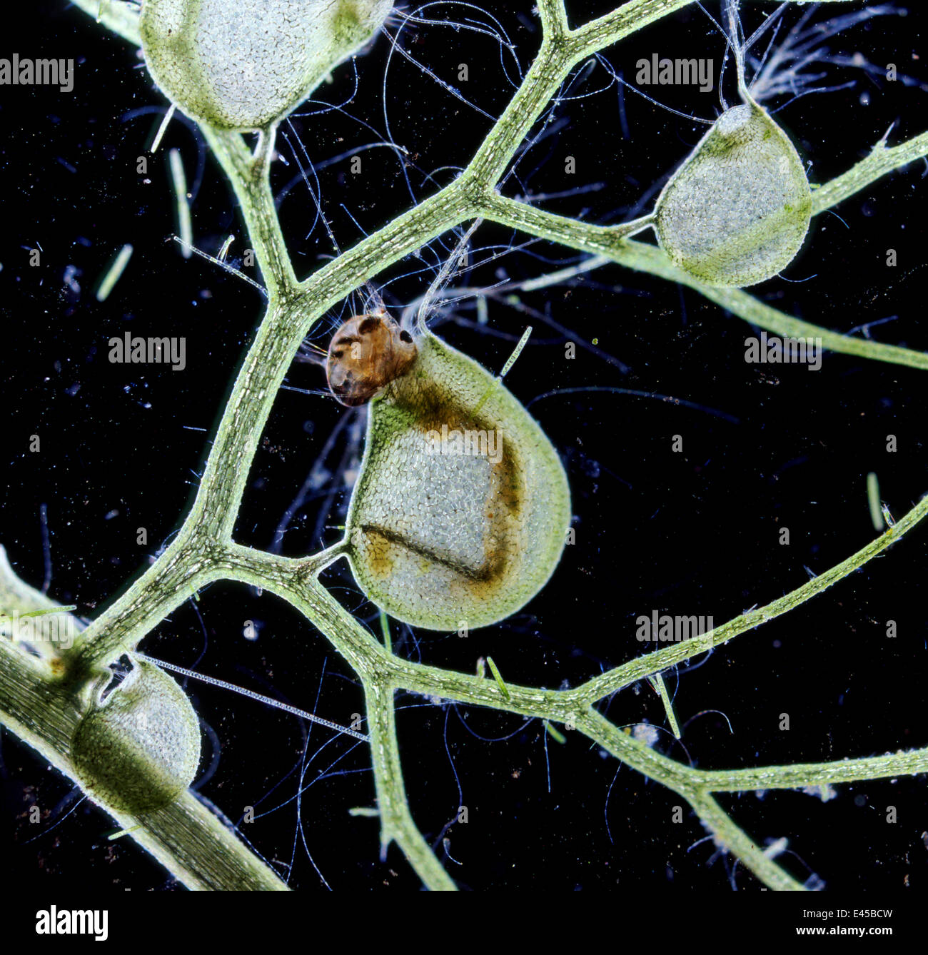 Bladderwort plants hi-res stock photography and images - Alamy