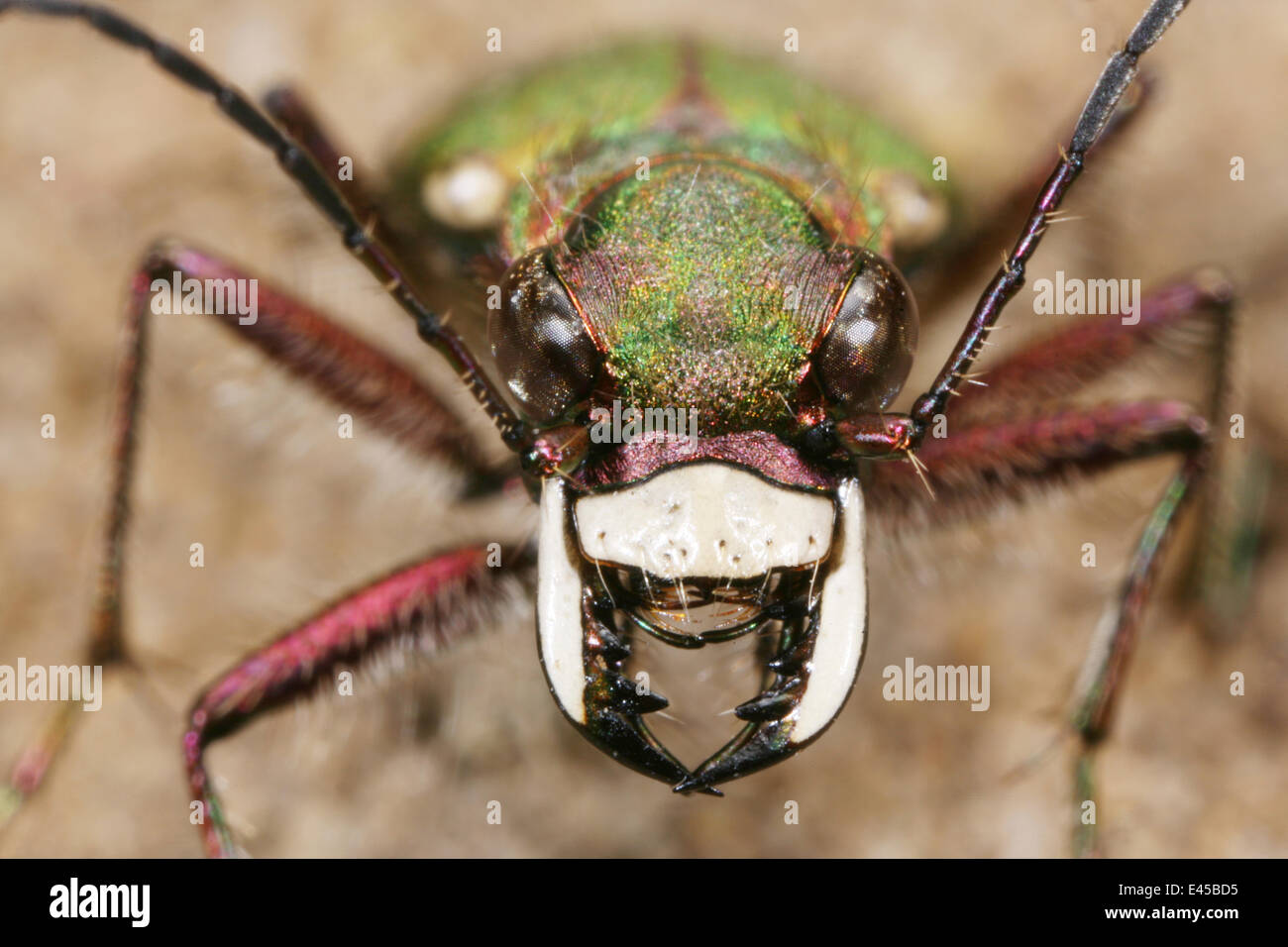 Green Tiger Beetle (Cicindela campestris) portrait showing jaws, Surrey ...