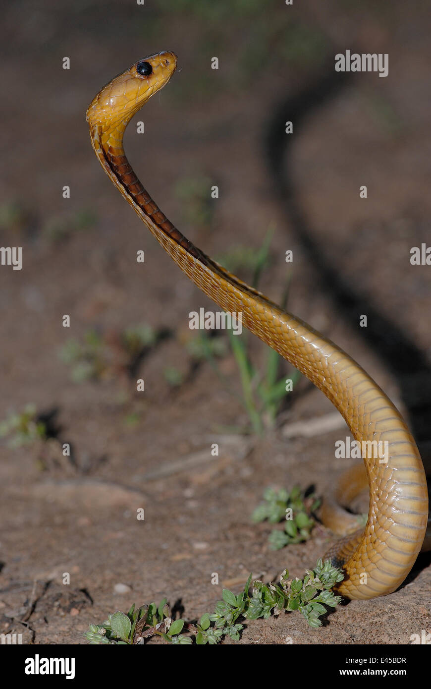 Cape Cobra (Naja nivea) juvenile defensive hooding, Little Karoo, South ...