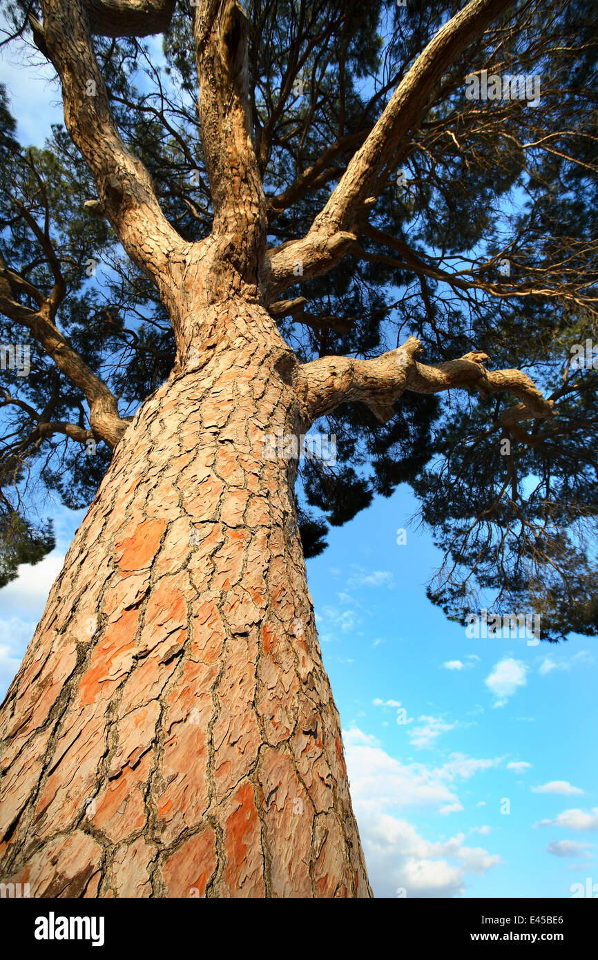 Looking up the trunk of an Italian pine stone tree (Pinus pinea ...