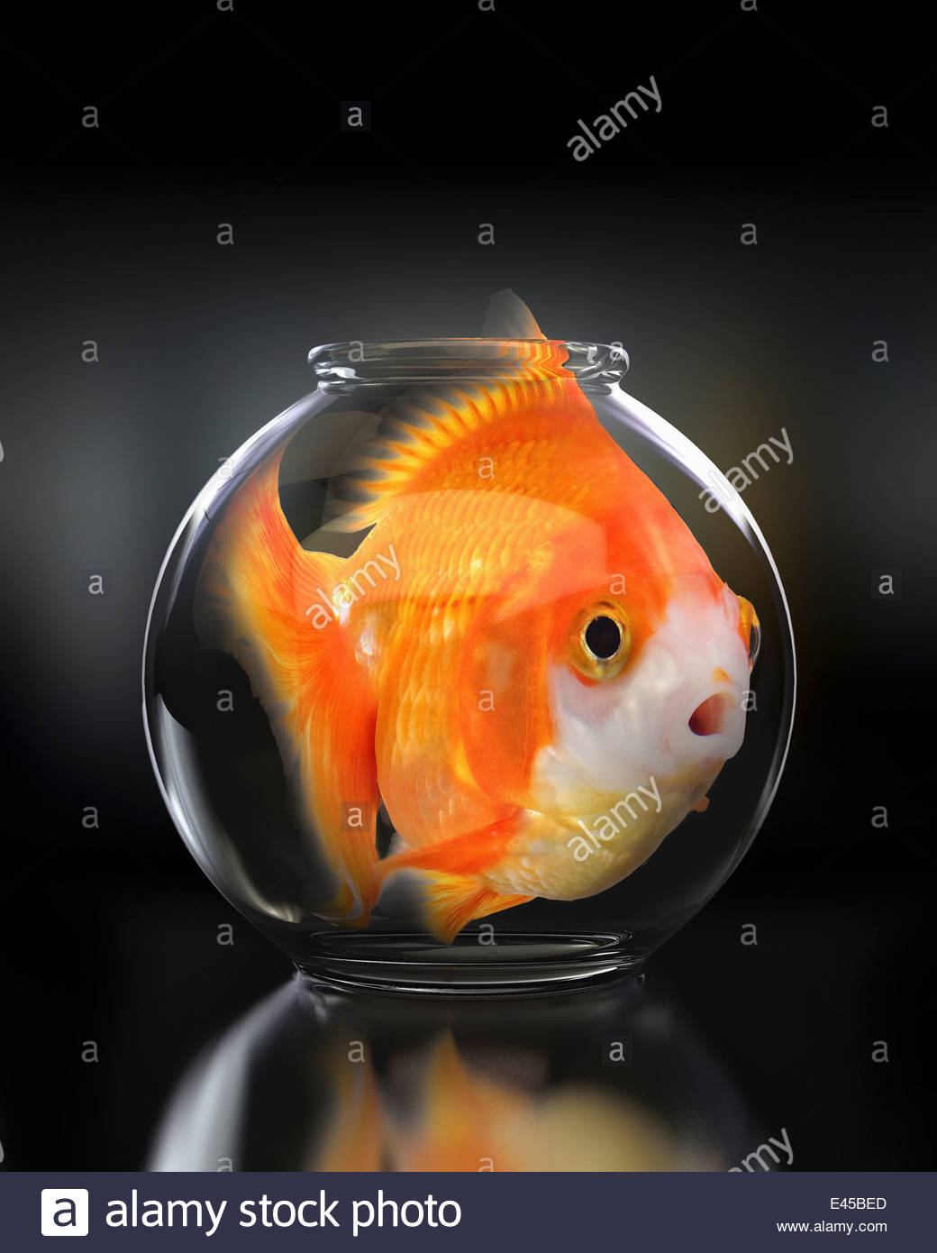 Goldfish Bowls Stock Photos & Goldfish Bowls Stock Images - Alamy