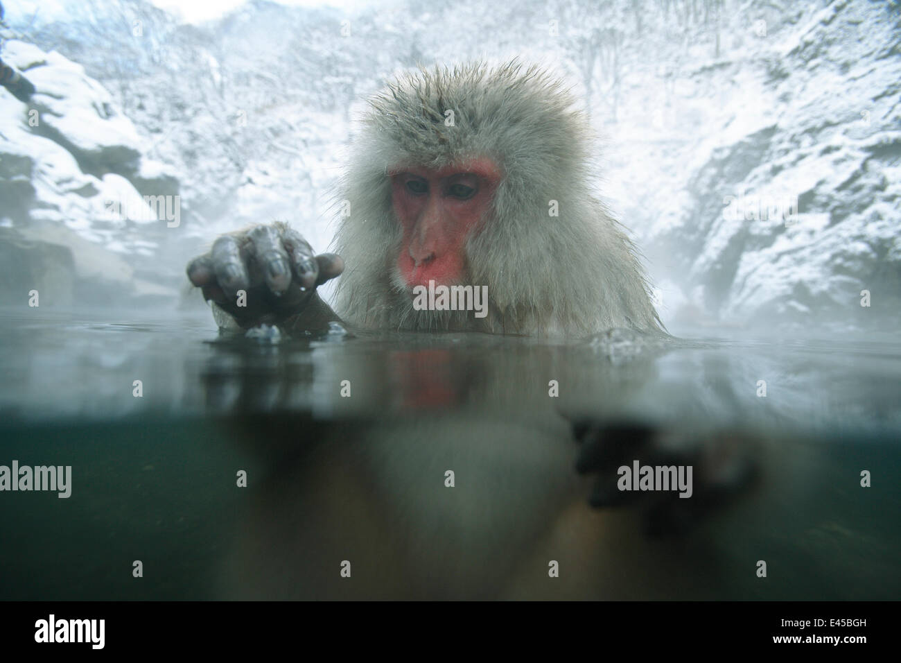 Japanese macaque / Snow monkey {Macaca fuscata} adult female bathing in ...