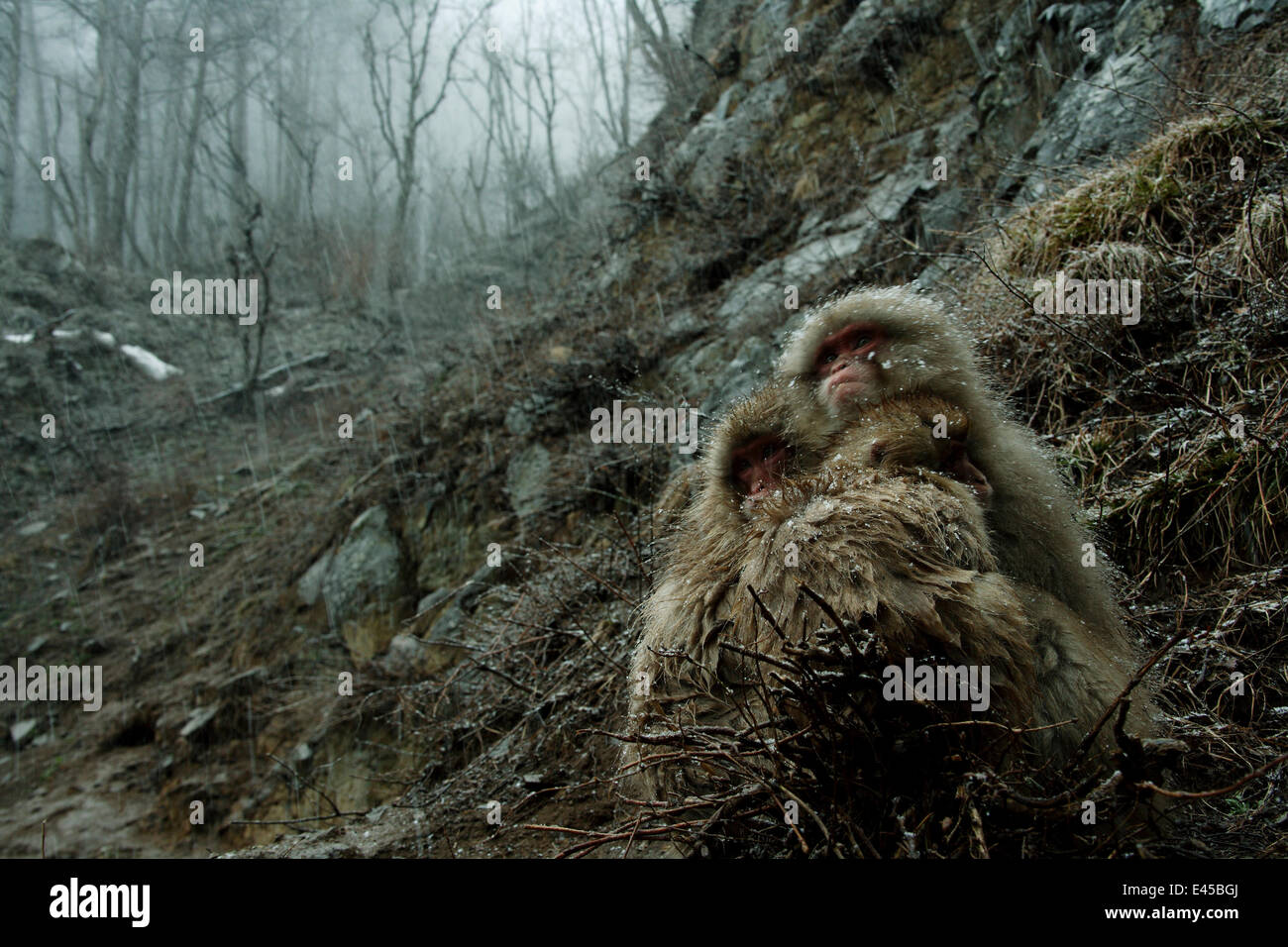 Japanese macaque / Snow monkey {Macaca fuscata} two monkeys huddle ...
