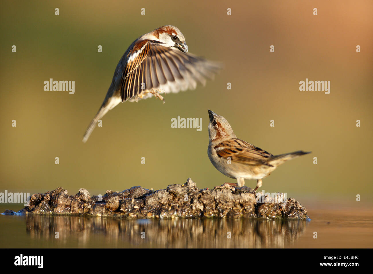 Sparrow bird flying hi-res stock photography and images - Alamy