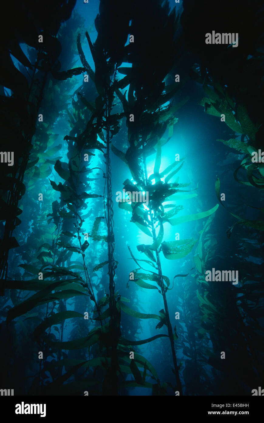 Giant kelp (Macrocystis pyrifera), California, USA Stock Photo - Alamy