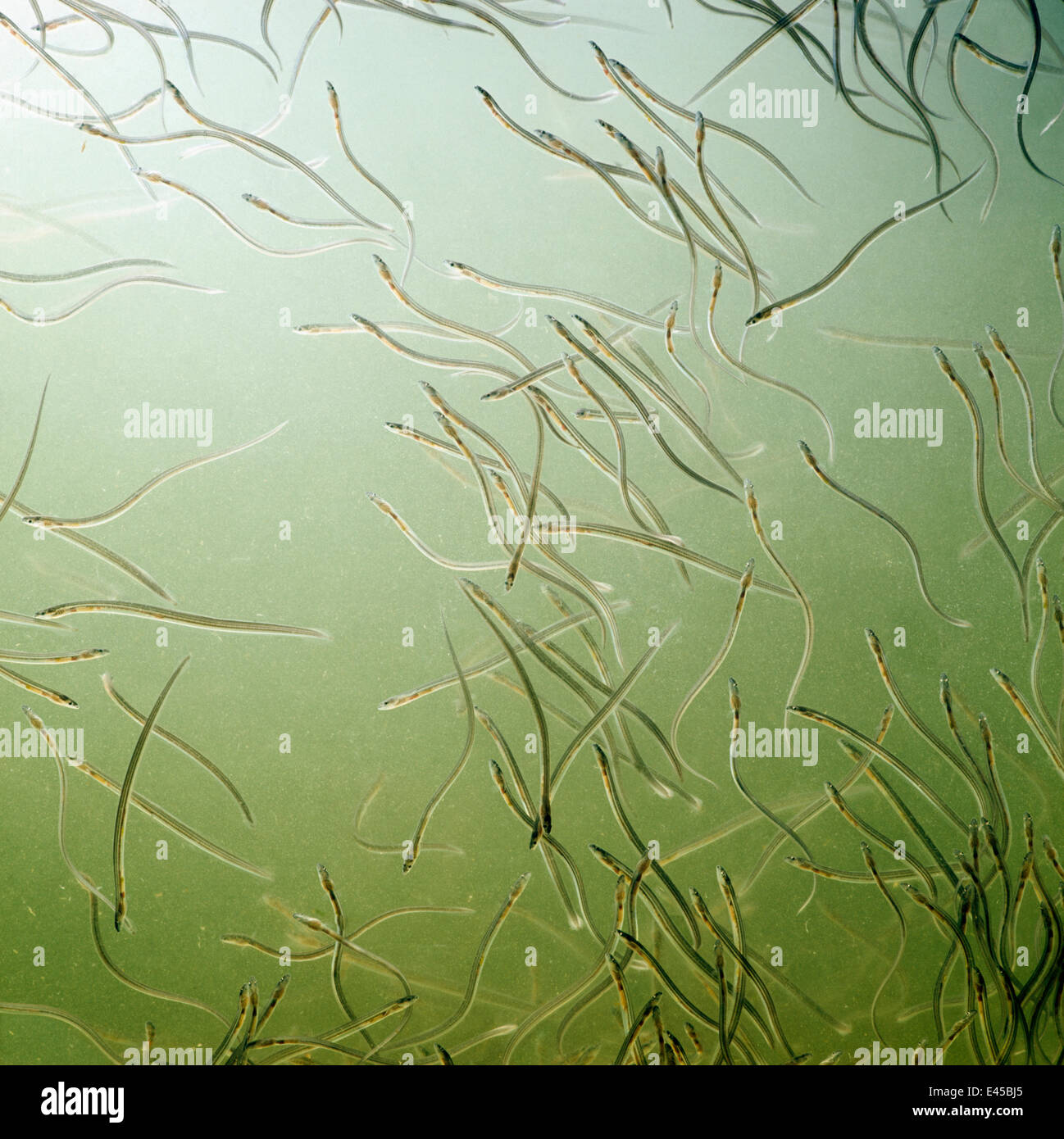 Elvers underwater hi-res stock photography and images - Alamy