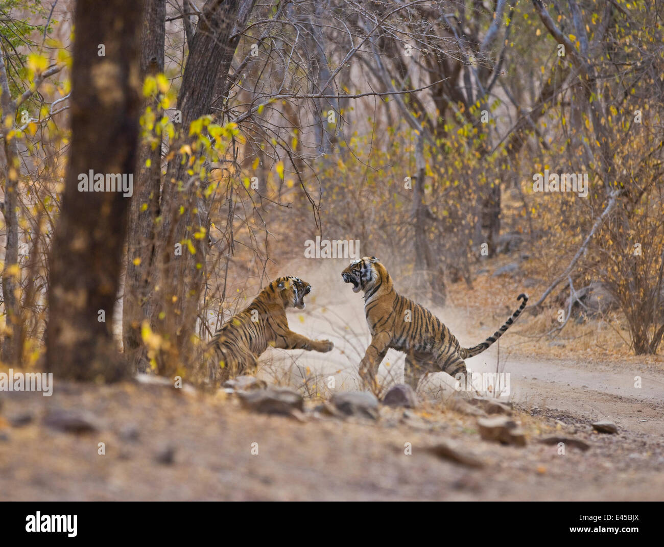 Bengal Tiger (Panthera tigris tigris) mother and adolescent daughter ...