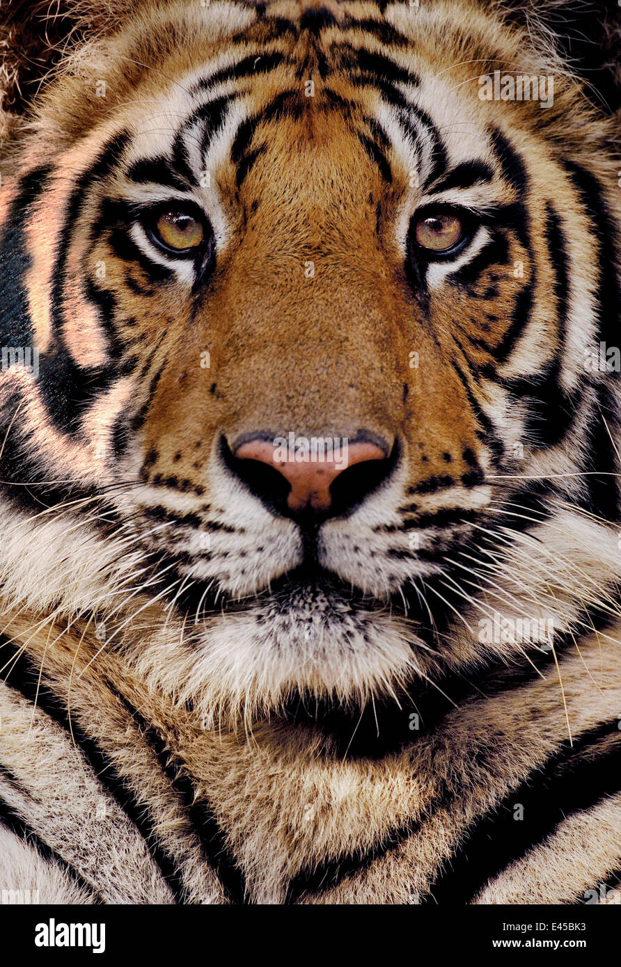 Bengal tiger (Panthera tigris tigris) portrait of a 19-month male ...