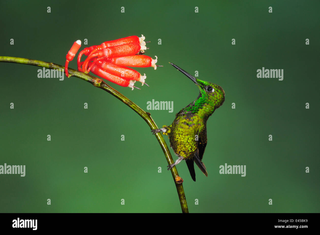 South american hummingbird hi-res stock photography and images - Alamy