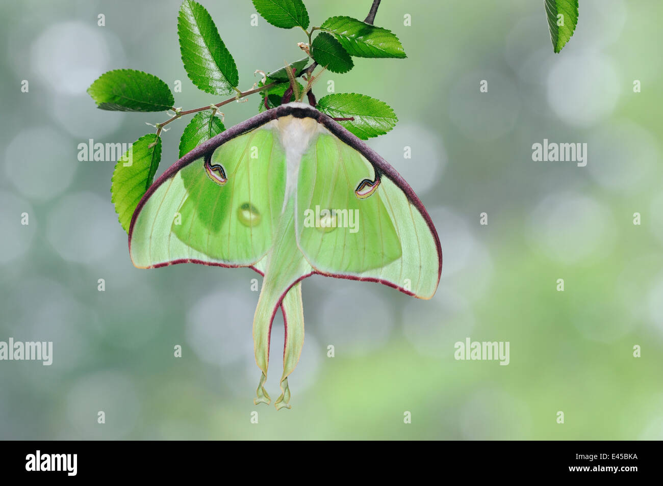 American moon / Luna Moth (Actias luna) resting on Cedar Elm (Ulmus ...