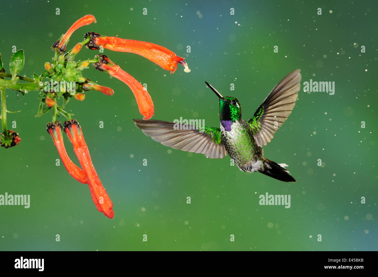 Tropical rainforest raining animals hi-res stock photography and images ...