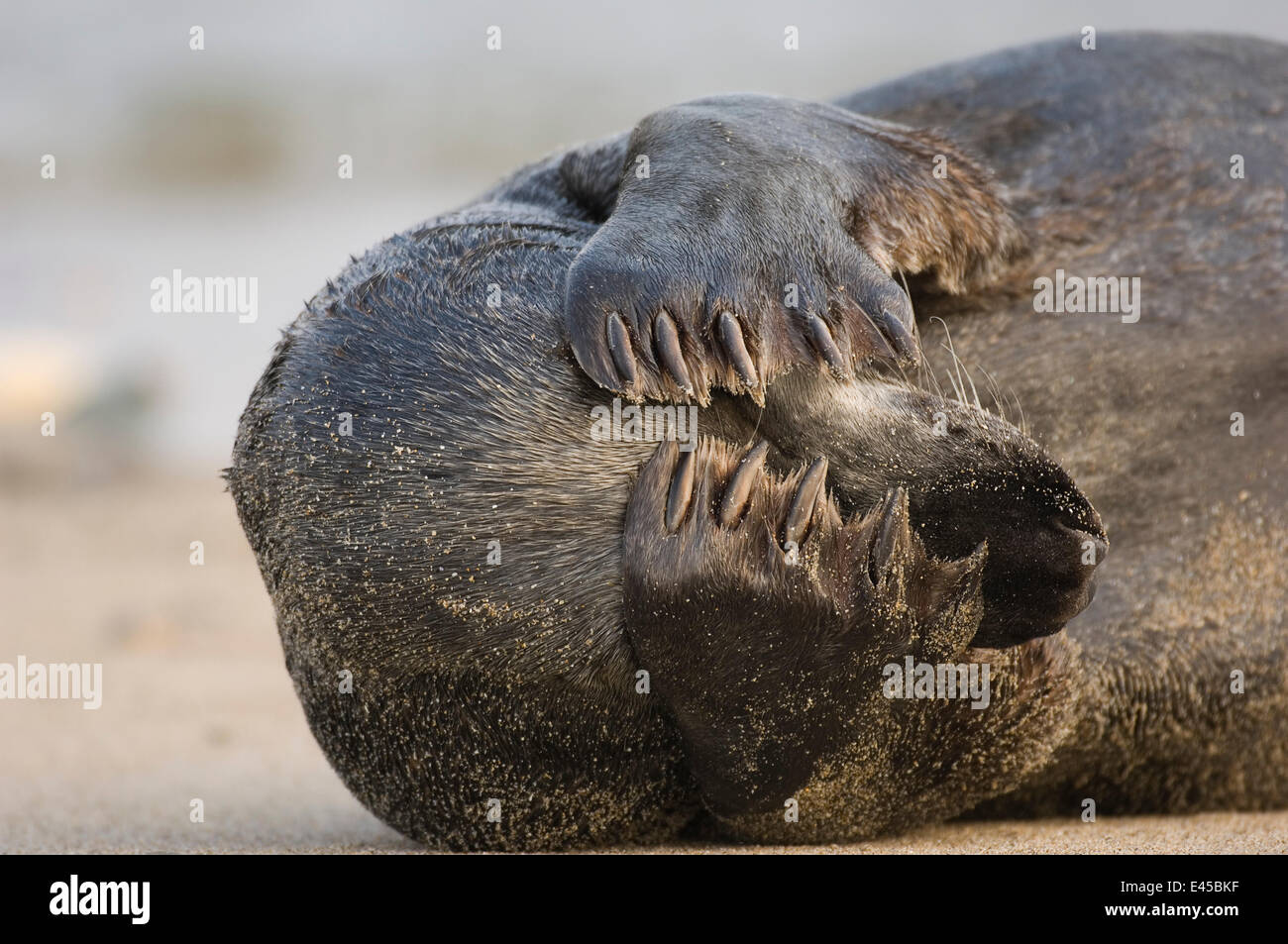 Seal Animal Face