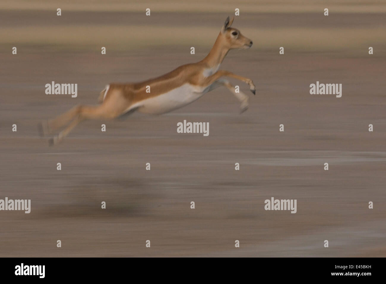 Blackbuck (Antilope cervicapra) female leaping, Rajasthan, India Stock ...