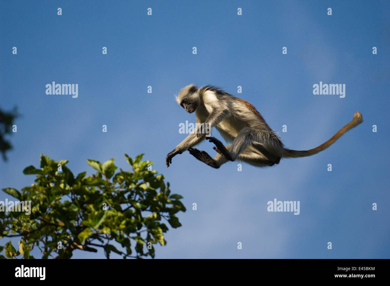 Rainforest canopy monkey leaping hi-res stock photography and images ...