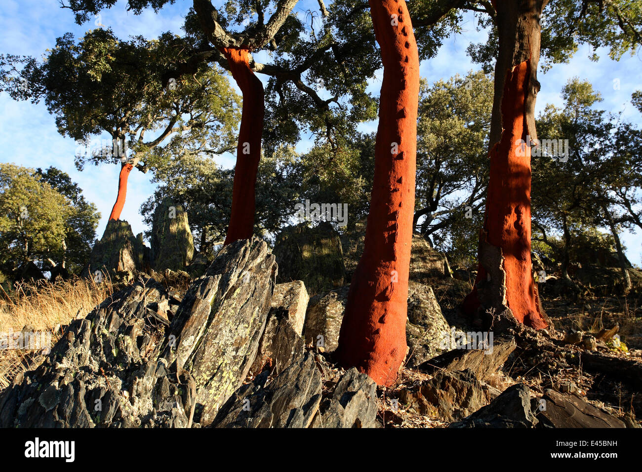 Red trunks of Cork Oak trees which have been stripped of bark(Quercus ...