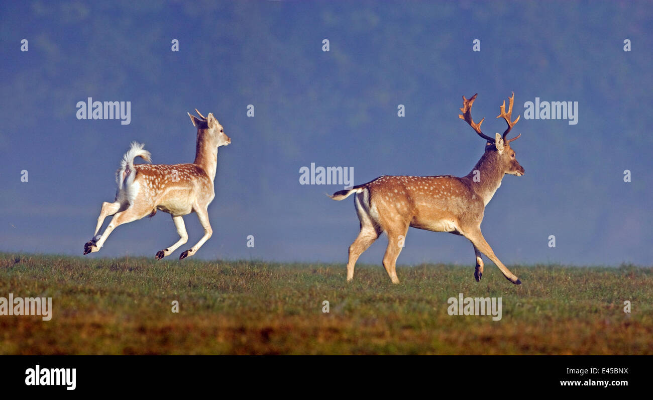 Fallow Deer (Dama dama) young buck and male running during autumn 'rut ...