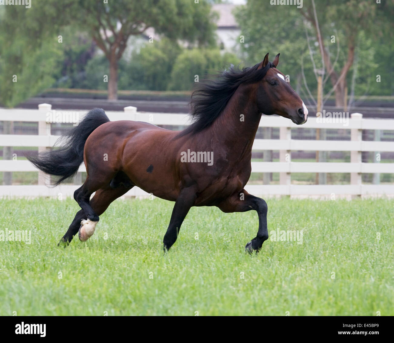Andalusian horse stallion trotting hi-res stock photography and images ...