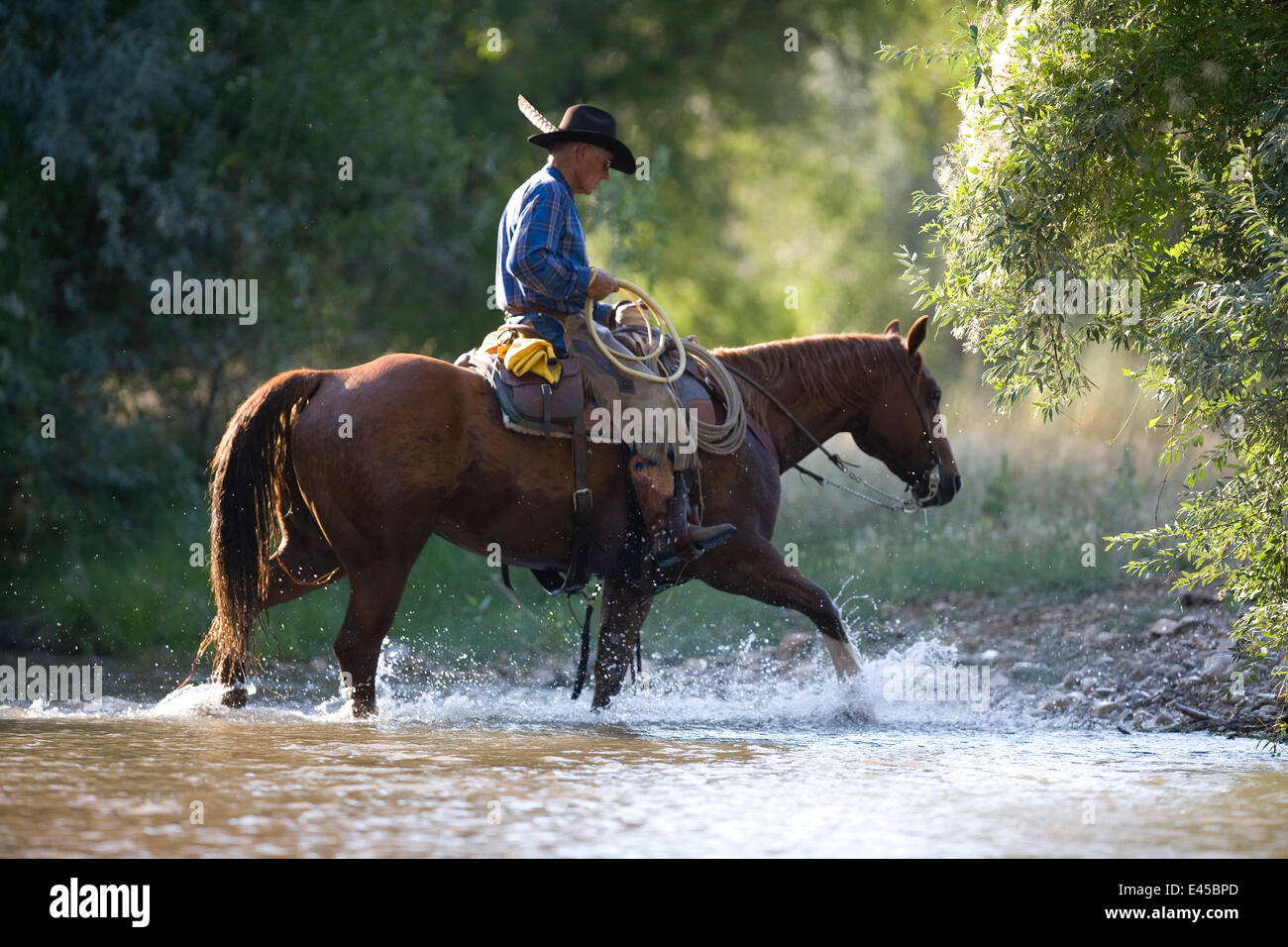 Cowboy riding through stream, Flitner Ranch, Shell, Wyoming, USA, model ...