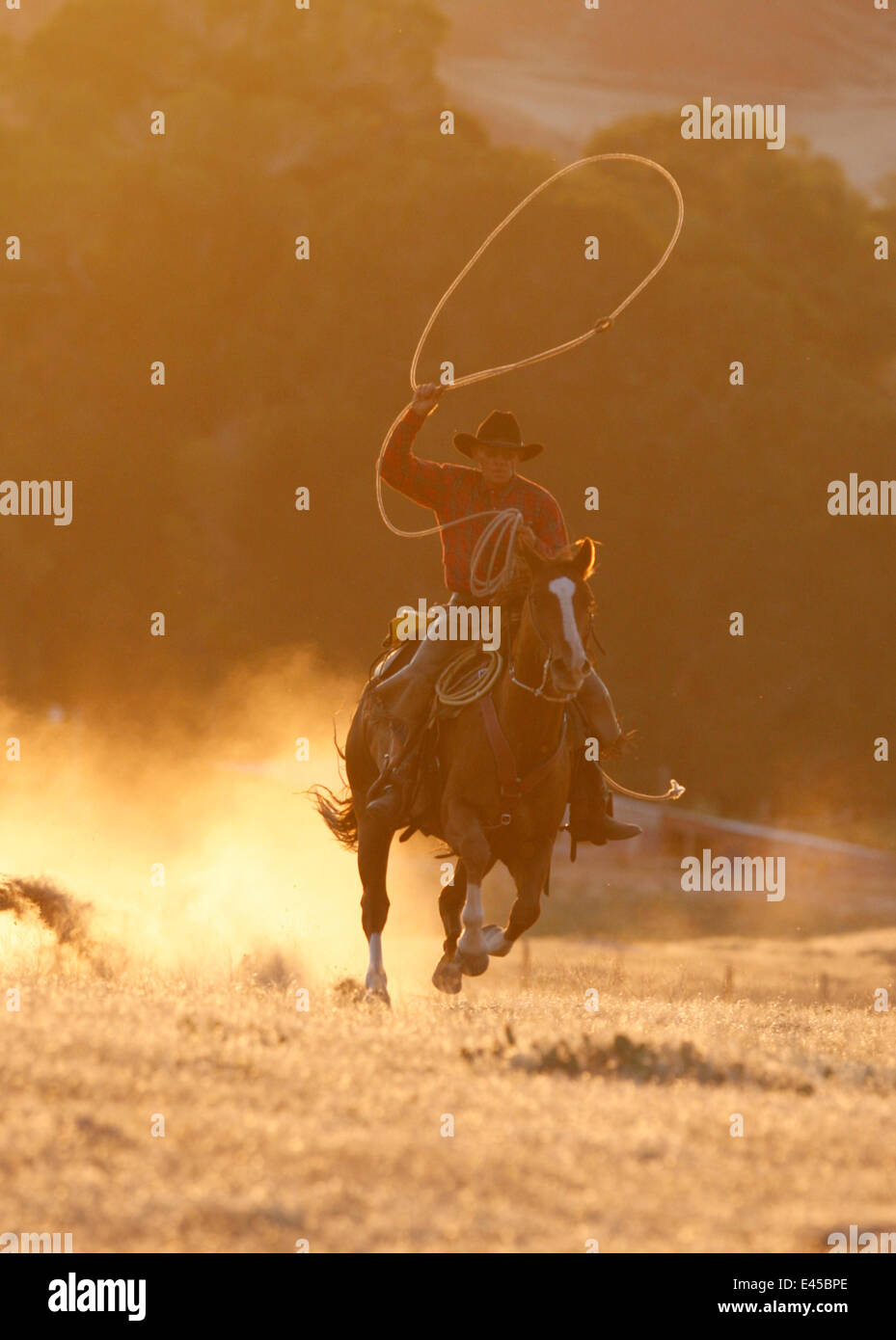 Cowboy galloping while swinging a rope lassoo at sunset, Flitner Ranch ...