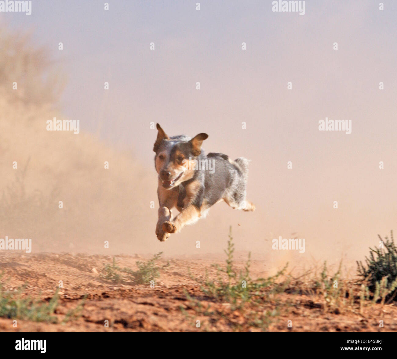 Cowdog taking a flying leap, Flitner Ranch, Shell, Wyoming, USA Stock ...