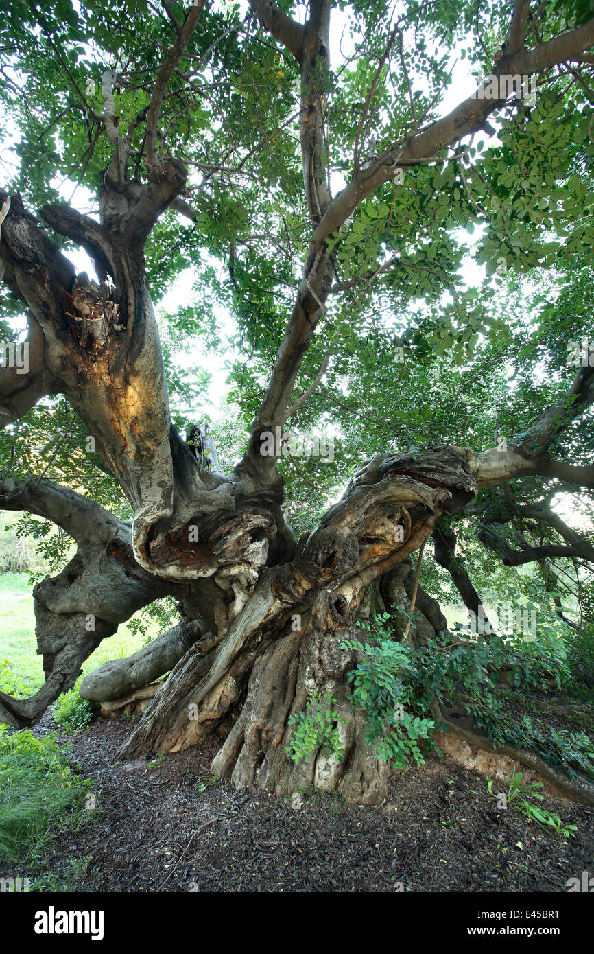 Carob tree ceratonia siliqua hi-res stock photography and images - Alamy