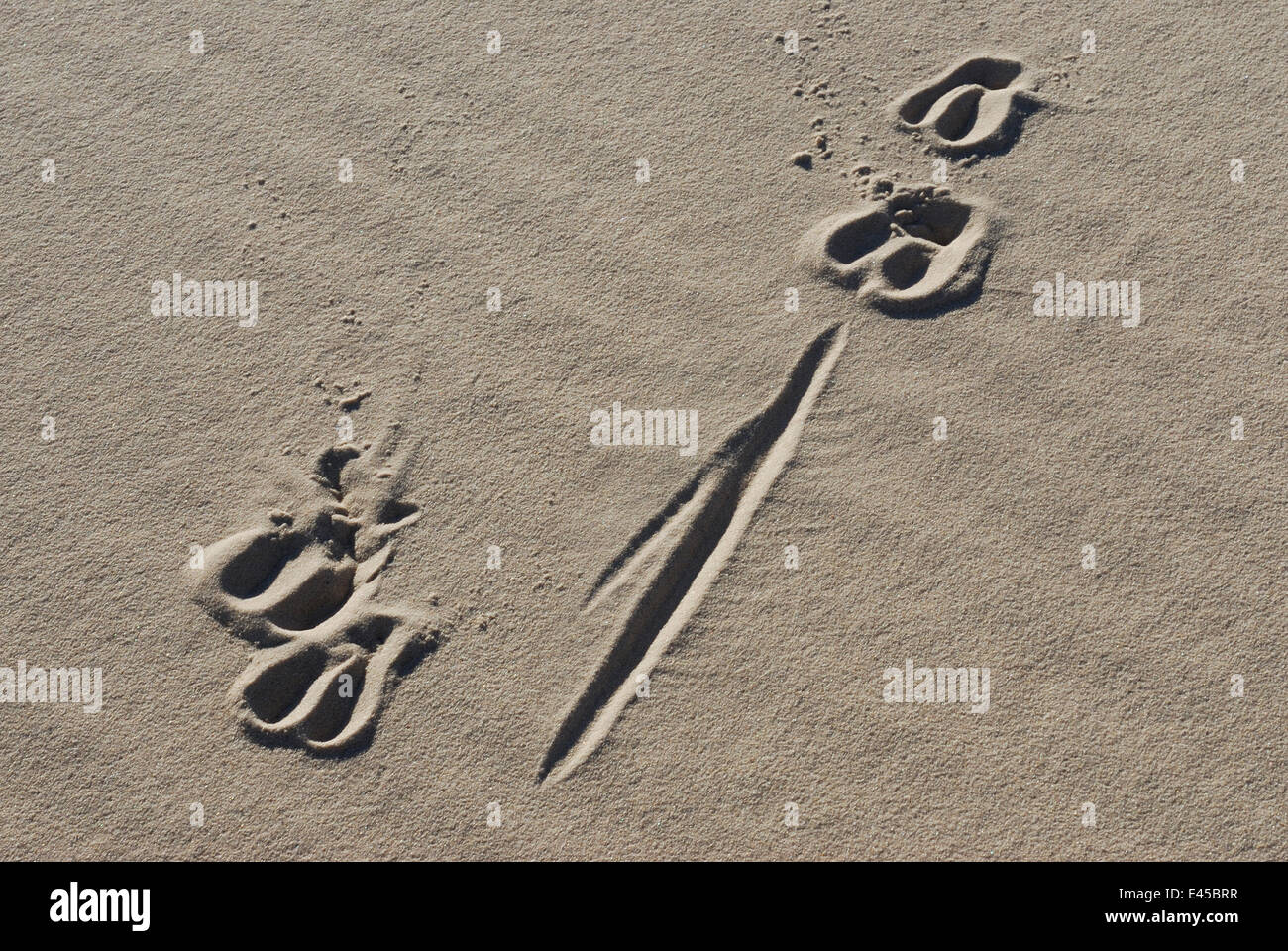 Antelope footprints in the white sand, Kalahari desert, South Africa ...