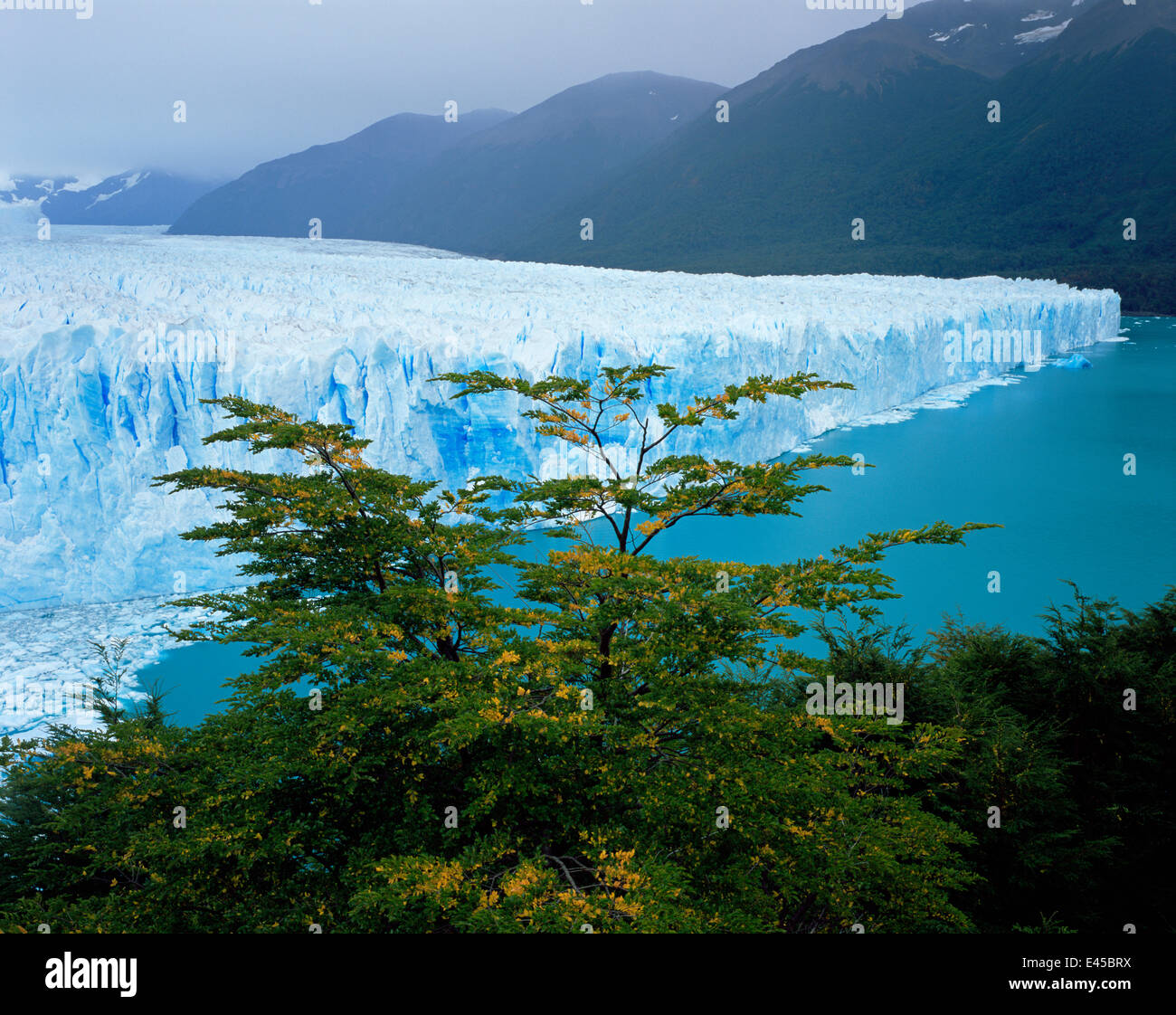 Nothofagus genus hi-res stock photography and images - Alamy