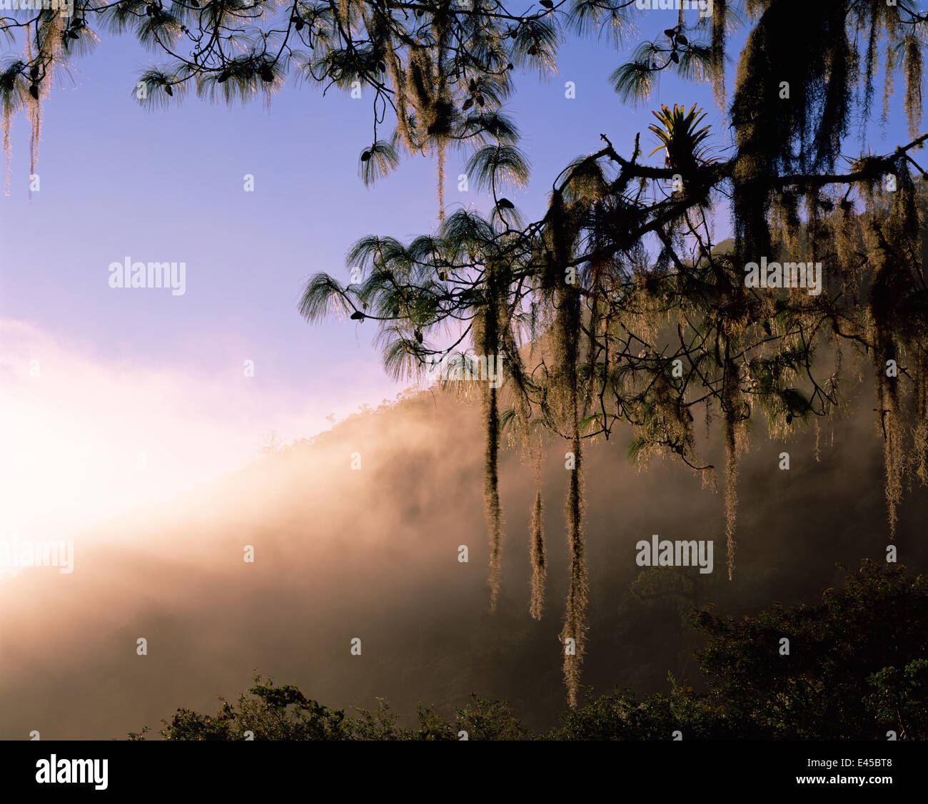 Tree in tropical montane cloud forest hi-res stock photography and ...