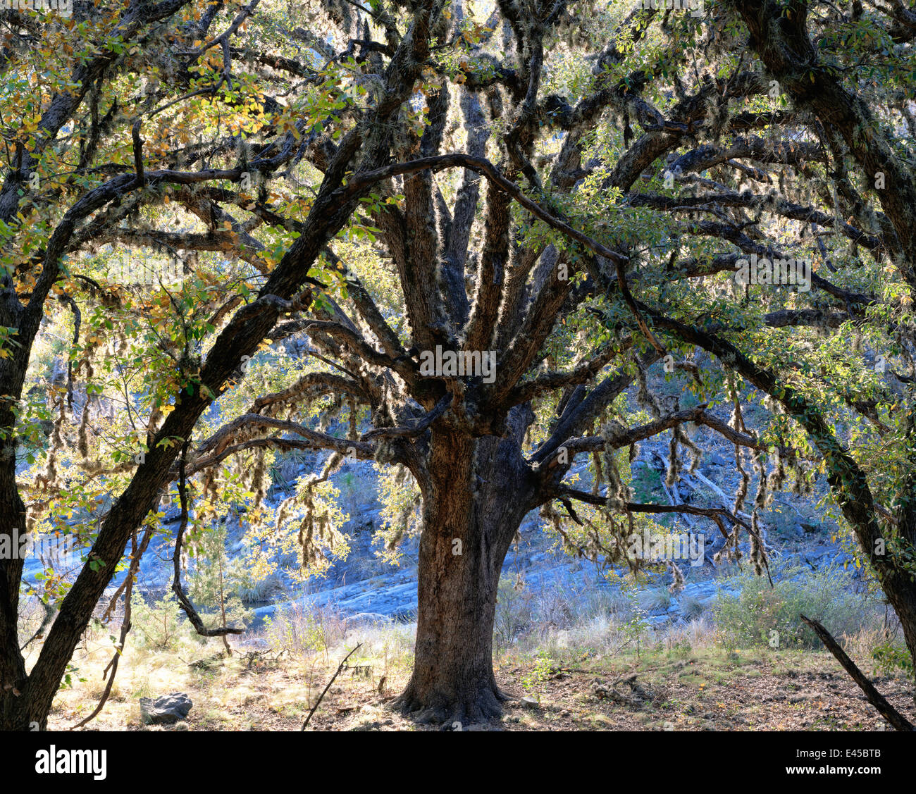 Oak tree (Quercus sp) in the San Isidro Canyon, Maderas del Carmen ...