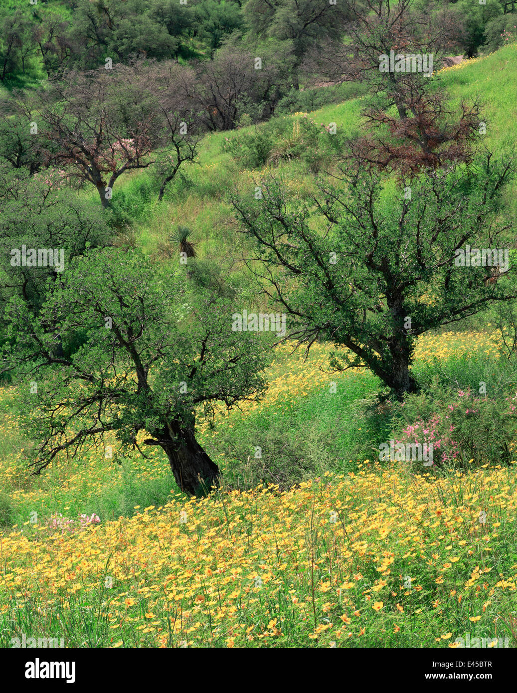 Summer poppies (Kallstroemia grandifolia) and oaks (Quercus sp) after ...