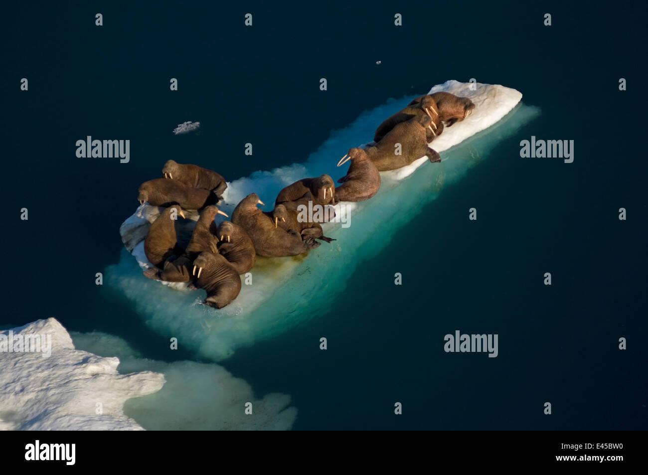 walrus, Odobenus rosmarus, resting on pack ice during spring breakup ...