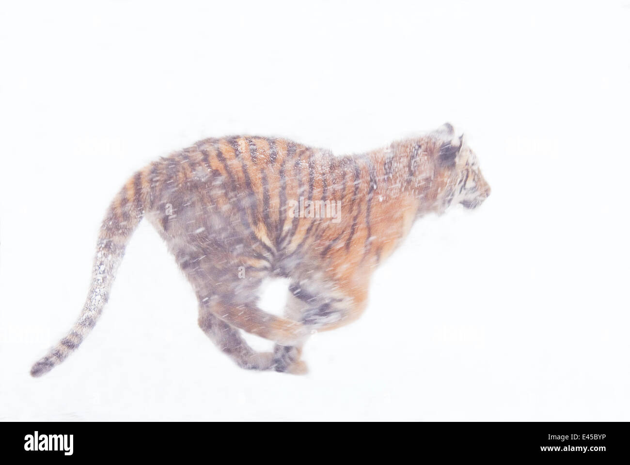 Tiger outline hi-res stock photography and images - Alamy