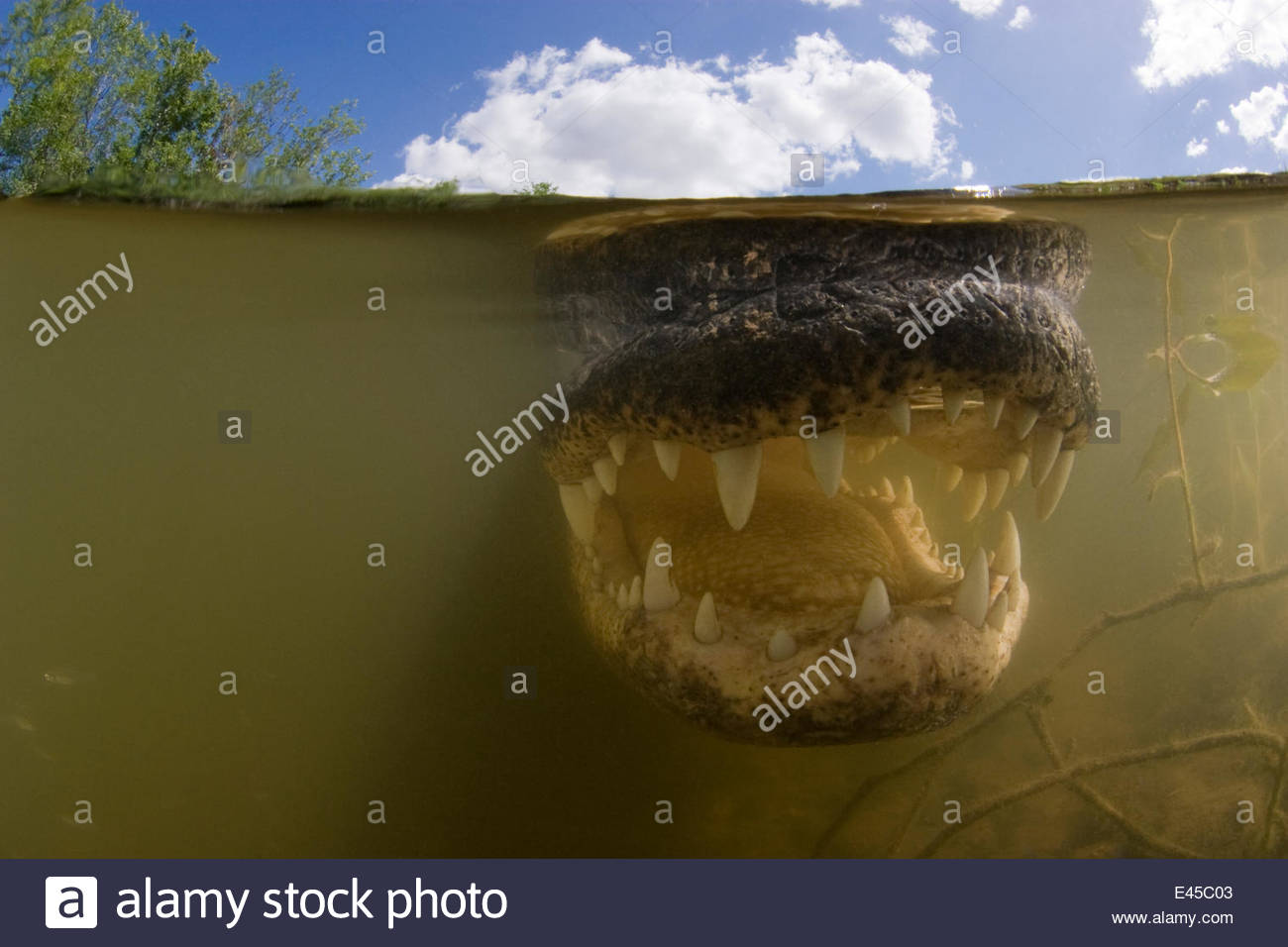 Big Alligator High Resolution Stock Photography and Images - Alamy