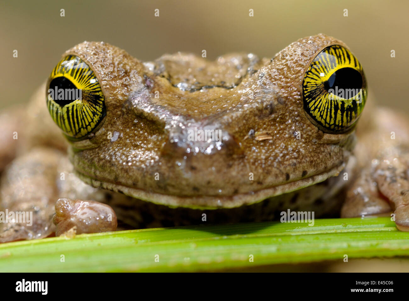 Tree frog {Hyla sp} face portrait, Tambopata National Reserve, Amazonia ...