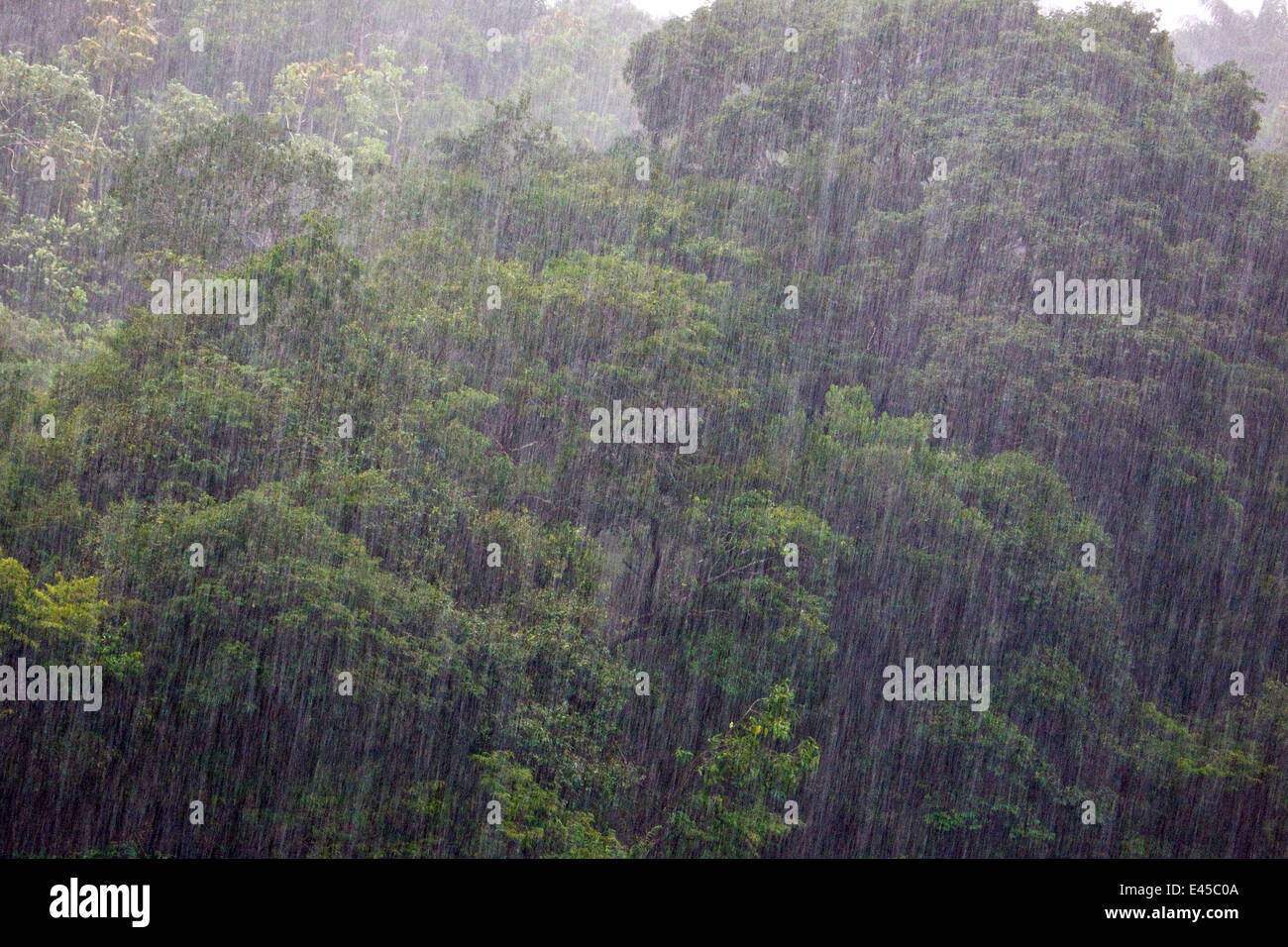 Heavy tropical rain in rainforest, Rio Aripuana, Amazonia, Brazil Stock ...