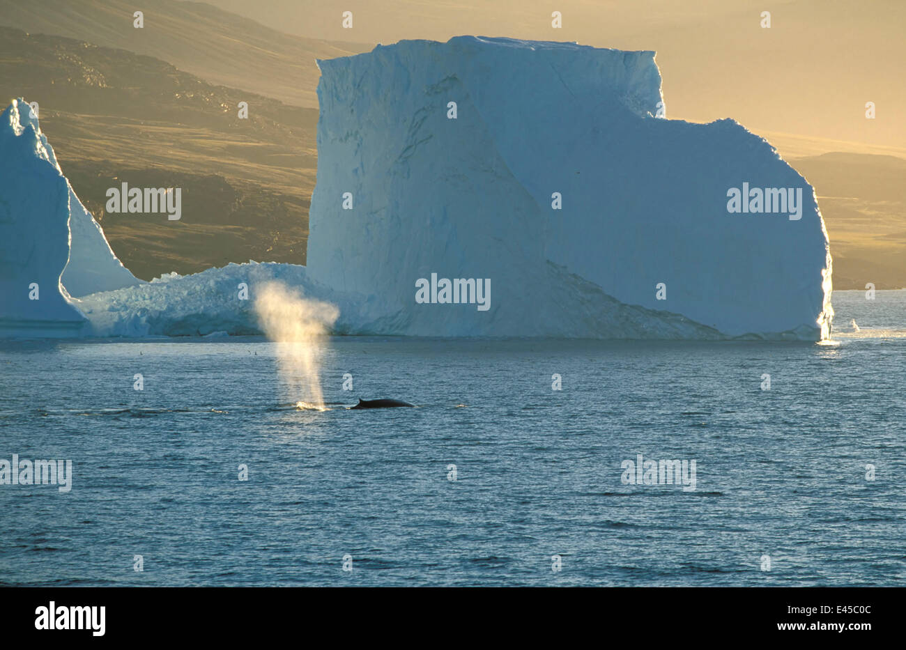 Fin whale {Balaenoptera physalus} spouting in front of iceberg, near ...
