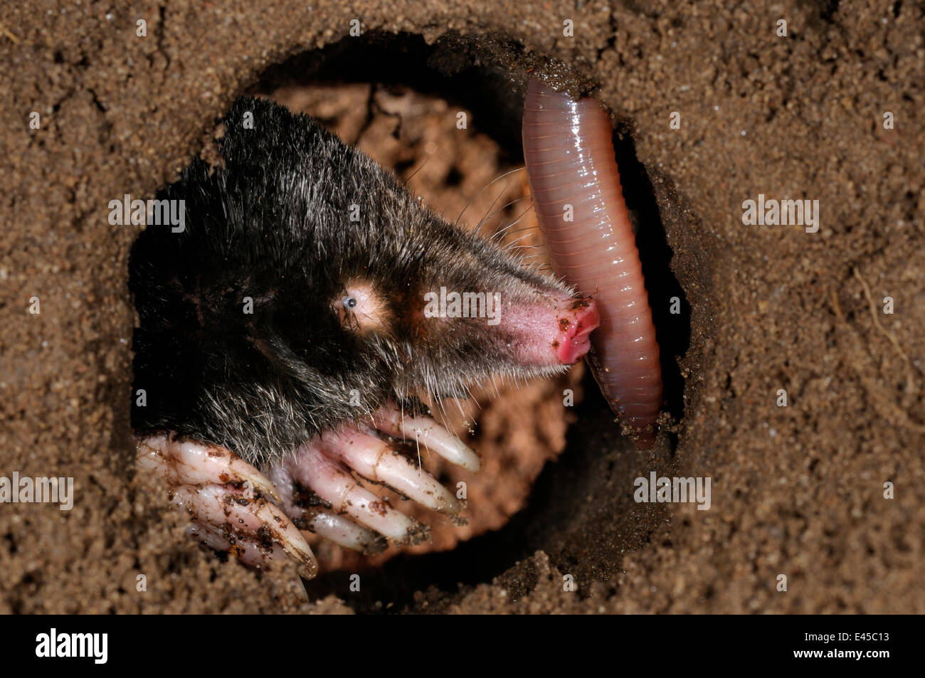 European Mole (Talpa europaea) catching worm in its subterranean burrow ...