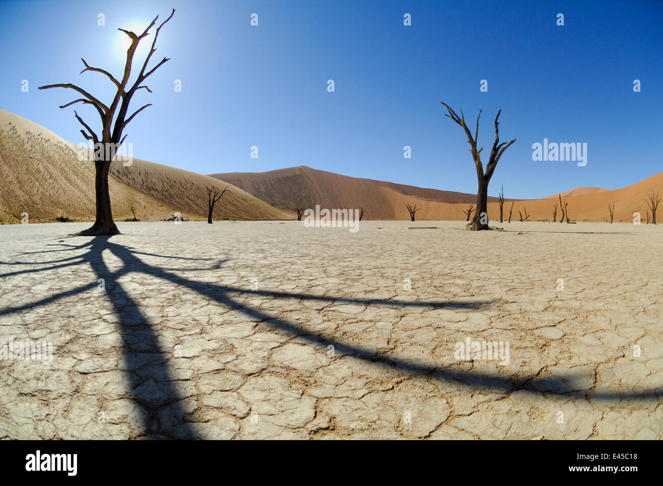 5000 year old trees hi-res stock photography and images - Alamy