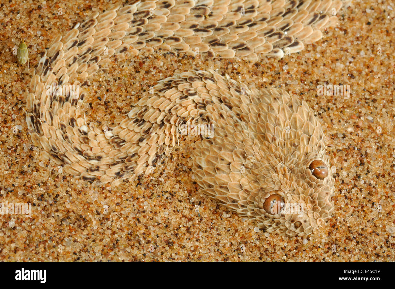 Dwarf puff adder / Peringueys sidewinding adder (Bitis peringueyi ...