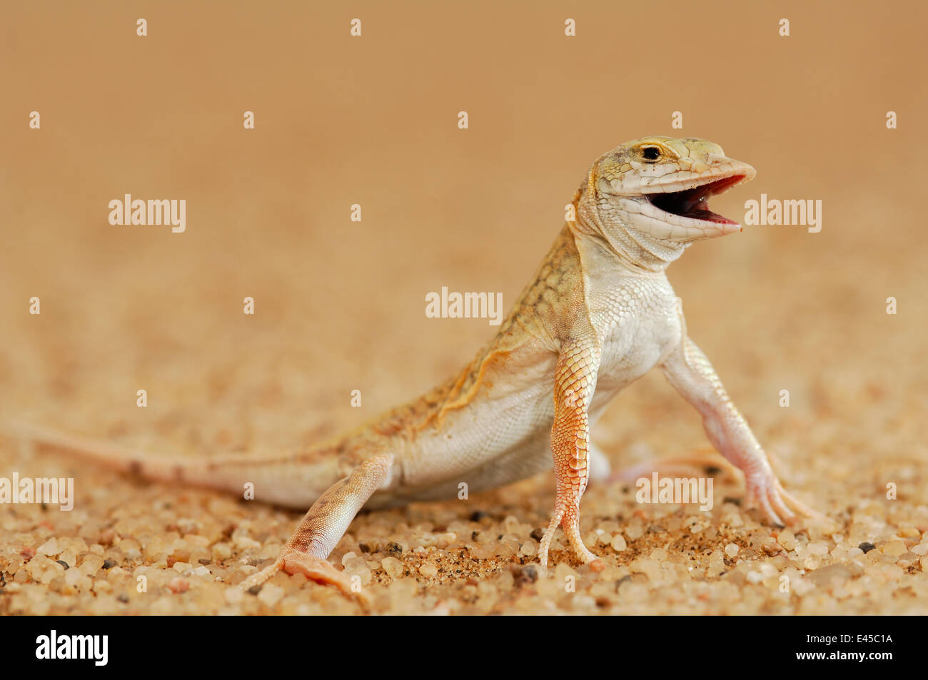 Shovel-nosed lizard / Namib Sanddiver (Aporosaura anchietae) Namib ...