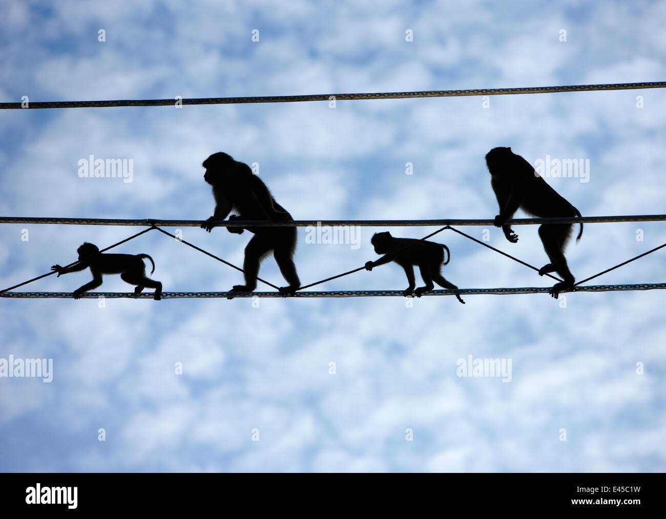 Pigtail Macaques (Macaca nemestrina) crossing purpose-built "primate ...