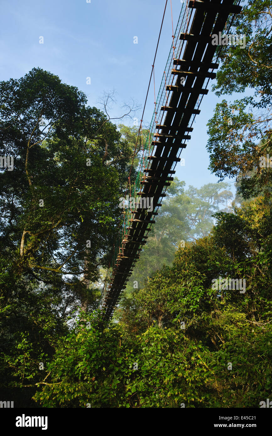 Canopy walkway in lowland dipterocarp rainforest, Danum Valley, Sabah ...