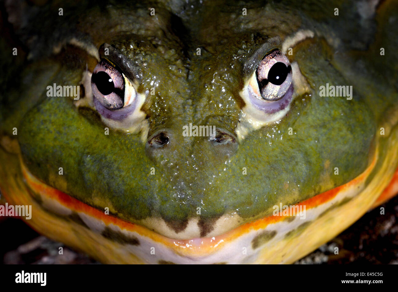 Pixie frog hi-res stock photography and images - Alamy
