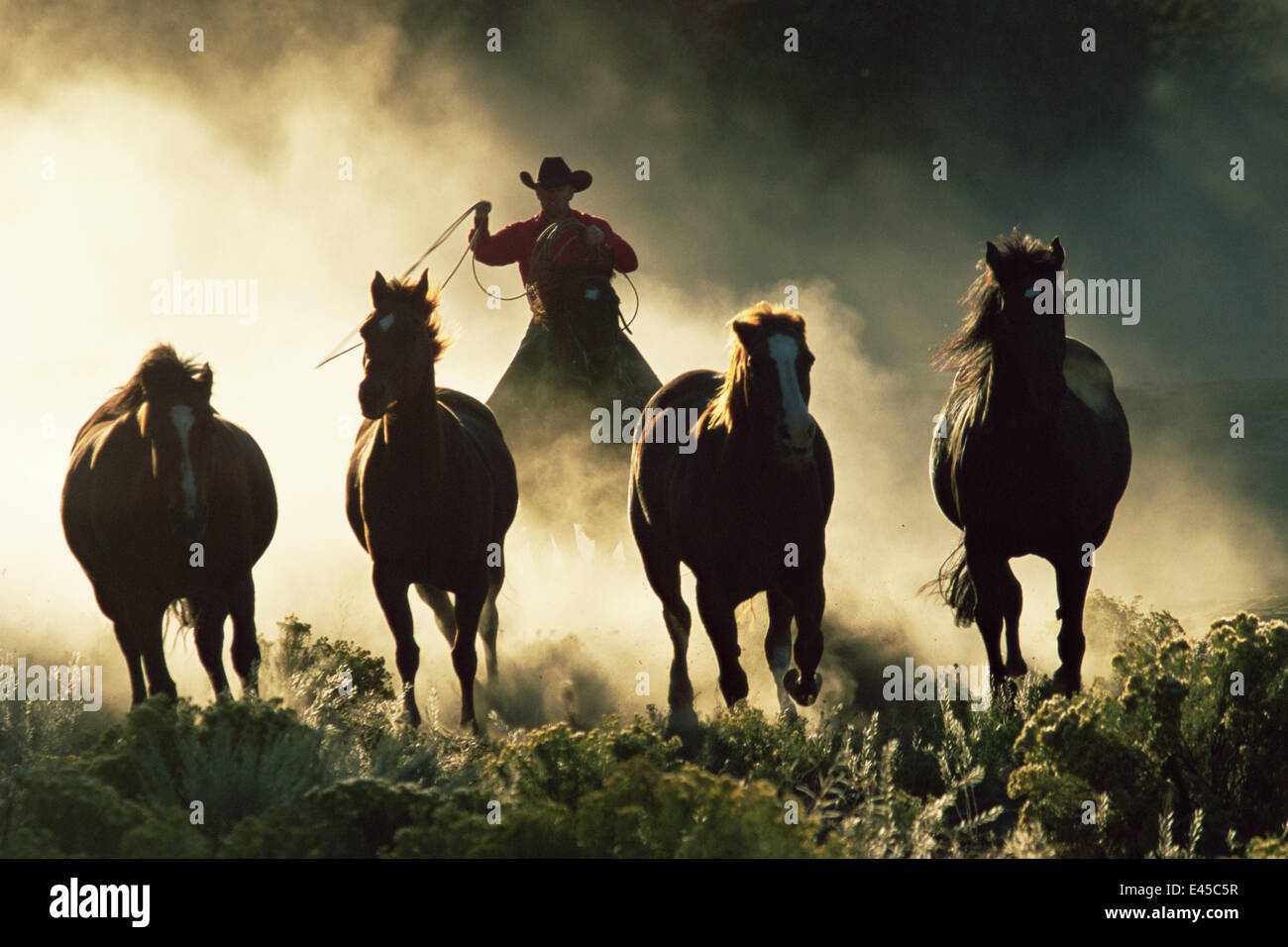 Cowboy rounding up horses hi-res stock photography and images - Alamy