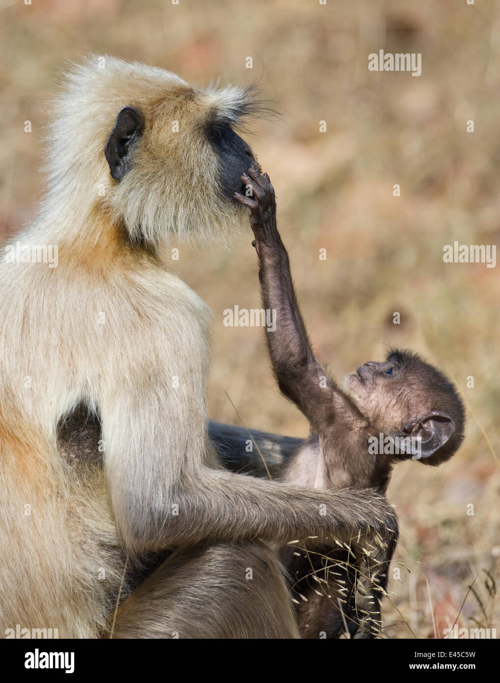 Grey theme hi-res stock photography and images - Alamy