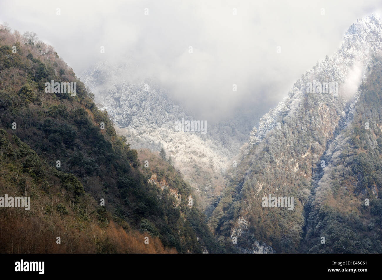 Mountain and forest landscape near Wolong Nature Reserve, Sichuan ...