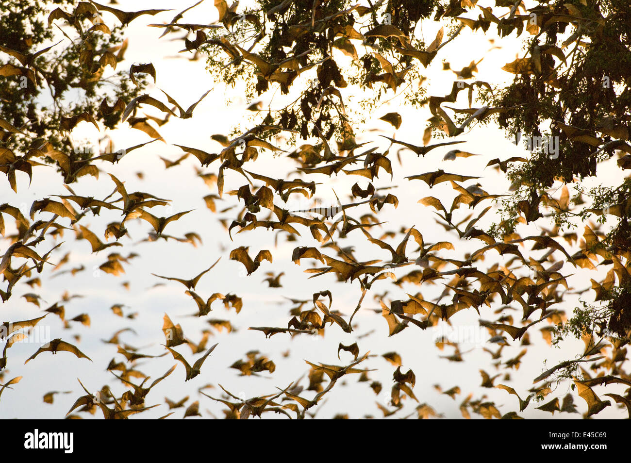 A cloud of Straw-coloured fruit bats (Eidolon helvum) flying around ...