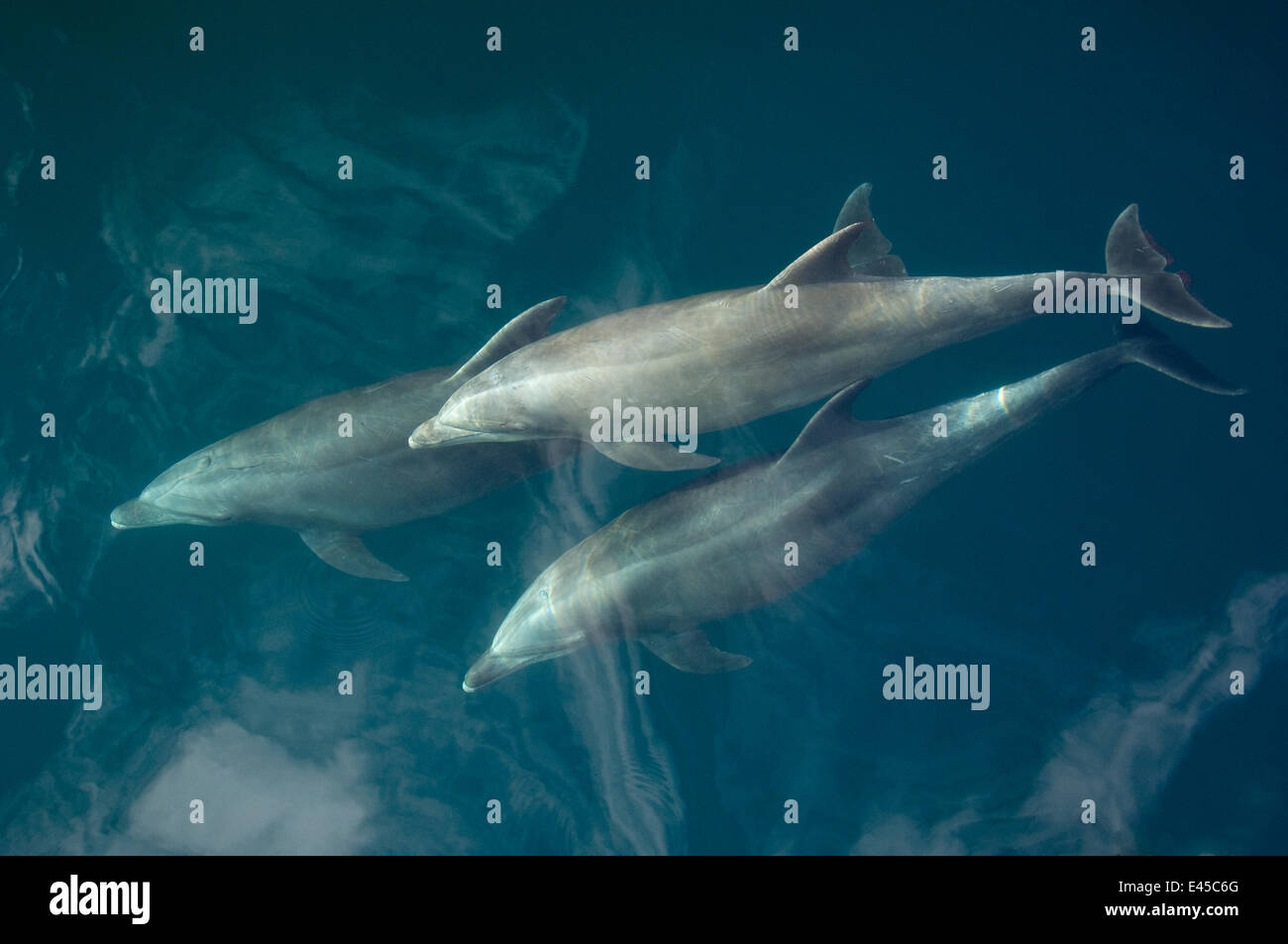 Common bottlenose dolphin (Tursiops truncatus) surfacing, Baja California, Sea of Cortez (Gulf ...